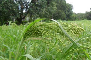 A brief history of millets – The Millet Foundation