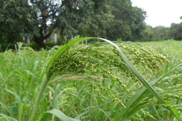 A brief history of millets – The Millet Foundation